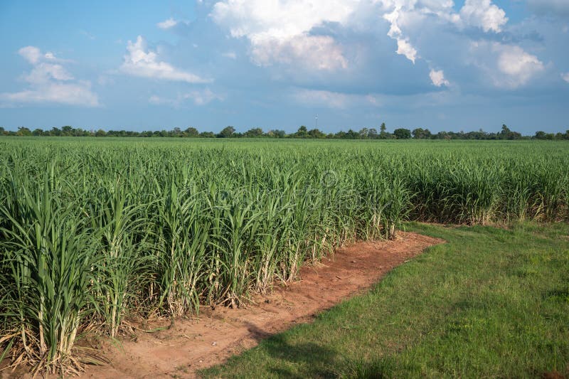 Sugarcane Field Sugarcane Farm Stock Image - Image of environment ...
