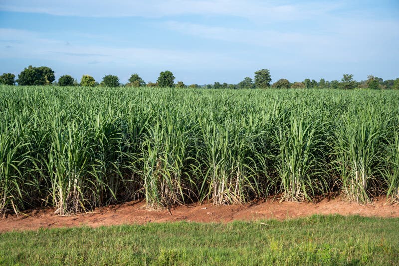 Sugarcane Field Sugarcane Farm Stock Photo - Image of growing, nature ...