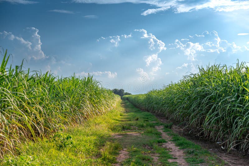 Sugarcane Field Sugarcane Farm Stock Image - Image of nature, sugar ...