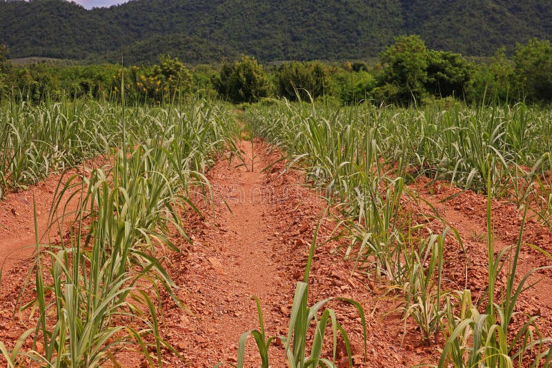 Sugarcane Cultivation, Soil Mulching and Weed Control Stock Image ...