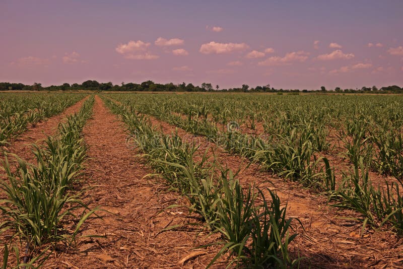Sugarcane field stock image. Image of landscape, rural - 90510863