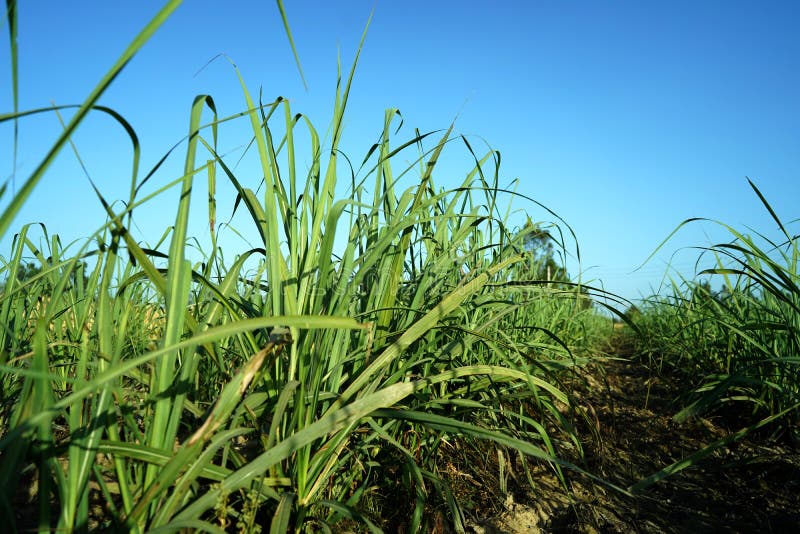 244 Sugarcane Reed Stock Photos - Free & Royalty-Free Stock Photos from ...