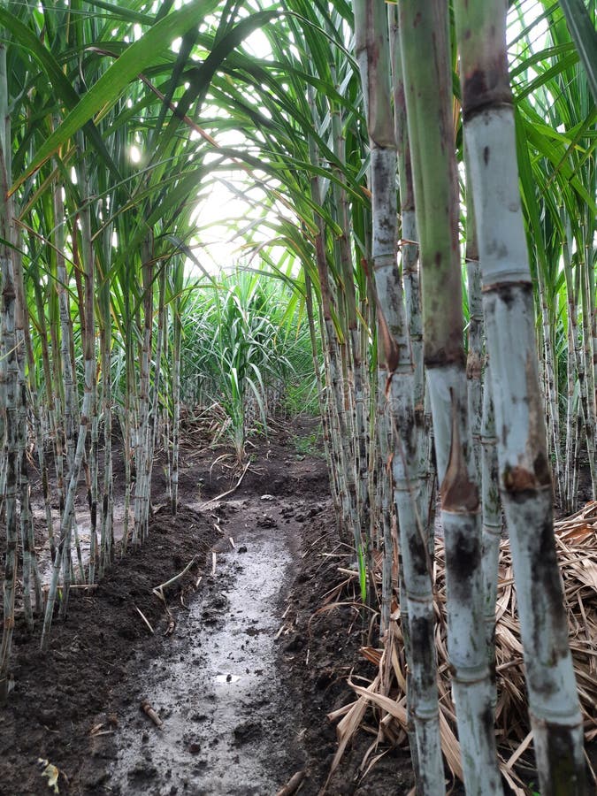 Sugarcane Field in Indonesia Stock Photo - Image of field, indonesia ...