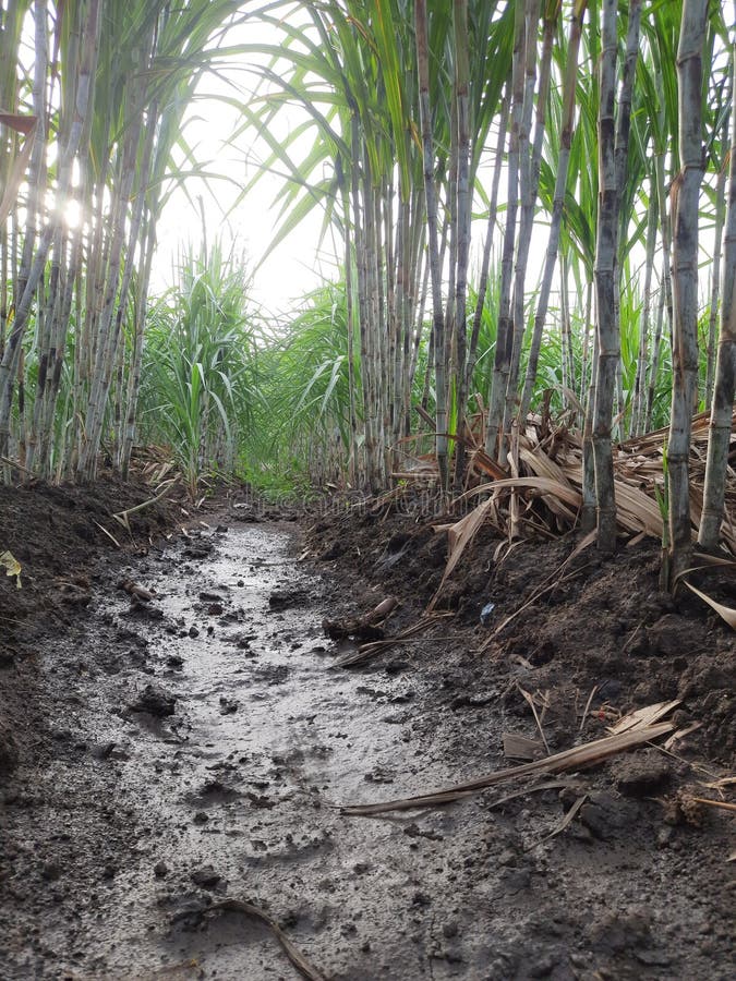 Sugarcane Field in Indonesia Stock Photo - Image of grass, tree: 268417824