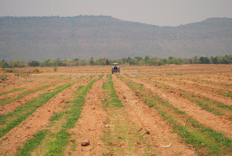 Weeds Management Sugarcane Stock Photos - Free & Royalty-Free Stock ...