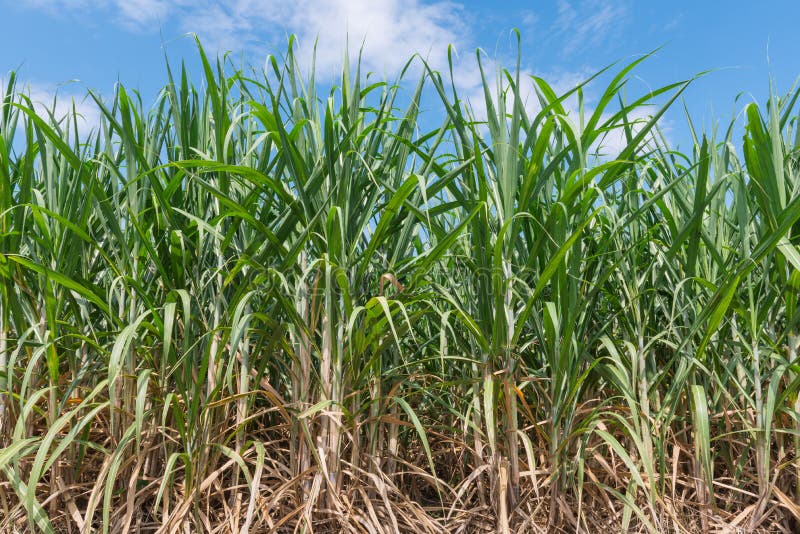 Sugarcane field stock image. Image of cultivate, nature - 76074725
