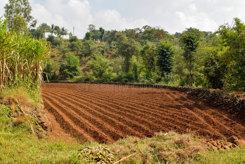 Ridges after Planting the Seed Potatoes Stock Photo - Image of nature ...