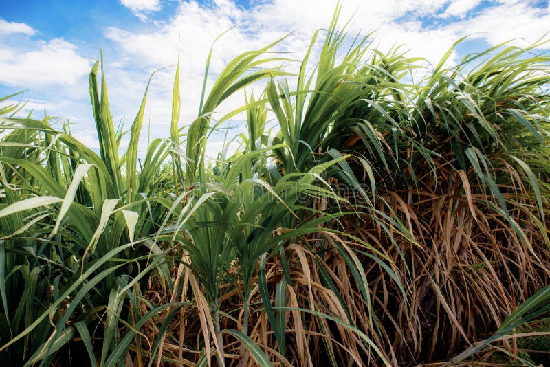 Sugarcane in field at sky stock photo. Image of plantation - 149495578
