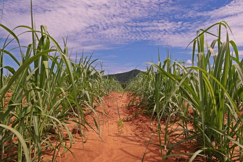 Sugarcane Cultivation, Soil Mulching and Weed Control Stock Photo ...