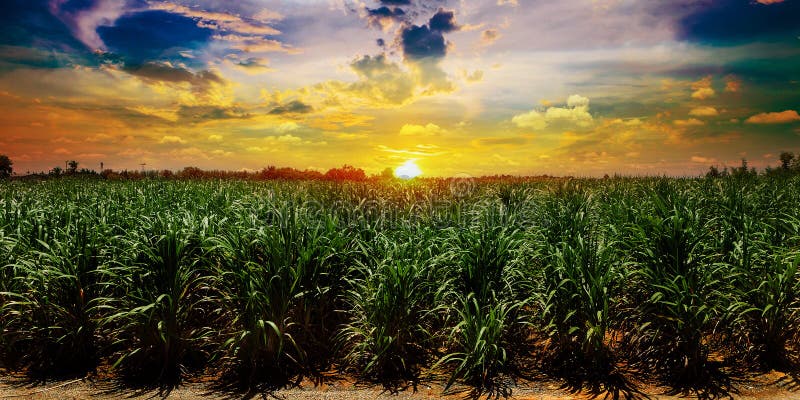 Sugarcane Field in Sunset Sky and White Cloud Stock Photo - Image of ...