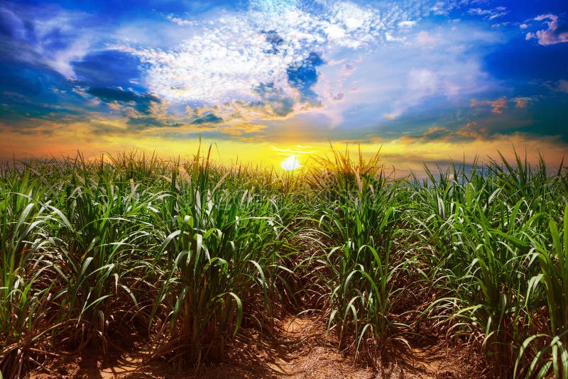 Sugarcane Field in Sunset Sky and White Cloud Stock Photo - Image of ...