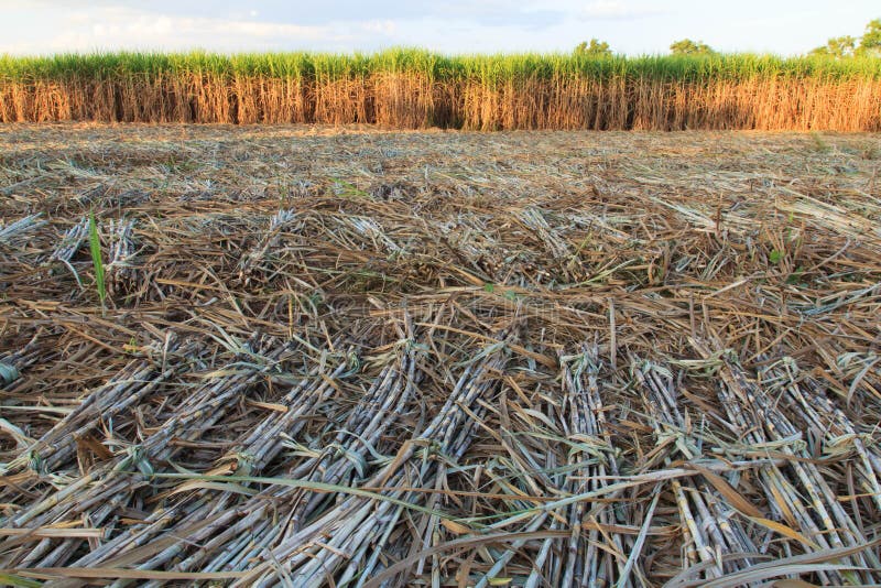 Sugarcane fields stock photo. Image of beautiful, grain - 27614558