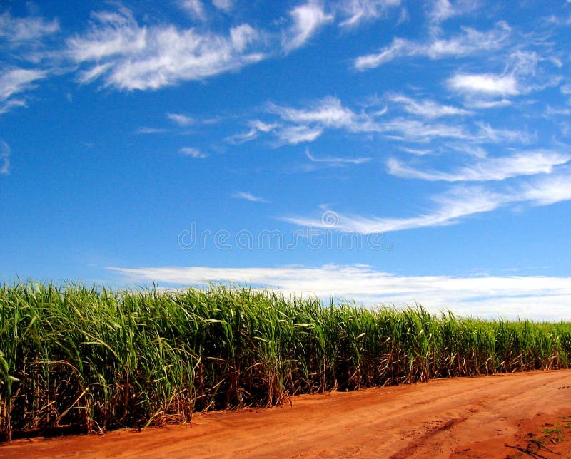 Sugarcane Fields Forever stock image. Image of brazil - 1643637