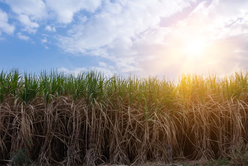 Sugarcane Fields that are Ready To Be Harvested with the Sunset in the ...