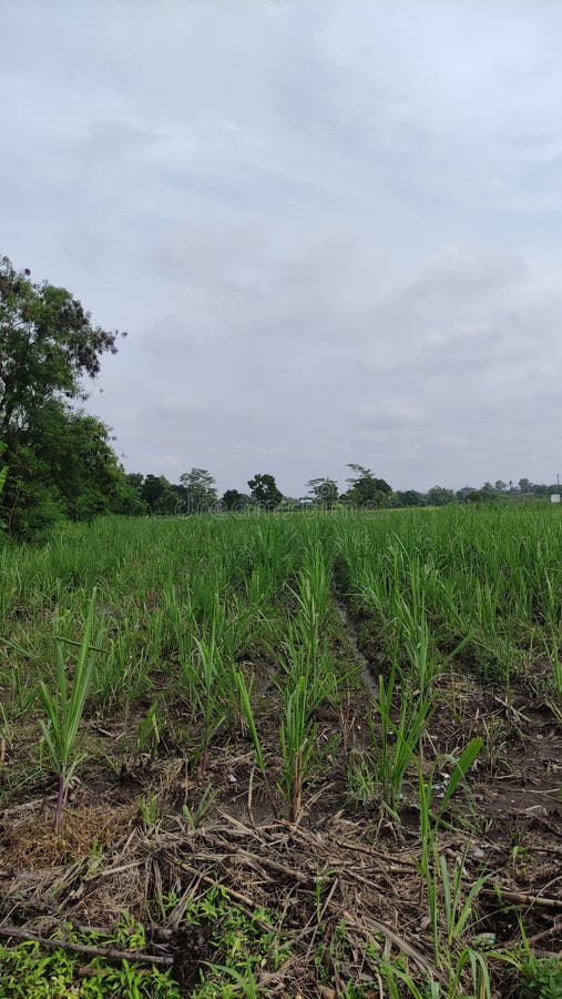Sugarcane fields stock photo. Image of sugarcane, terrain - 262148072