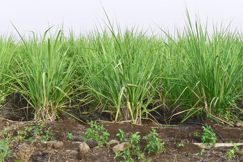 Sugarcane Growing in the Field, Sugarcane Farming in India Stock Photo ...