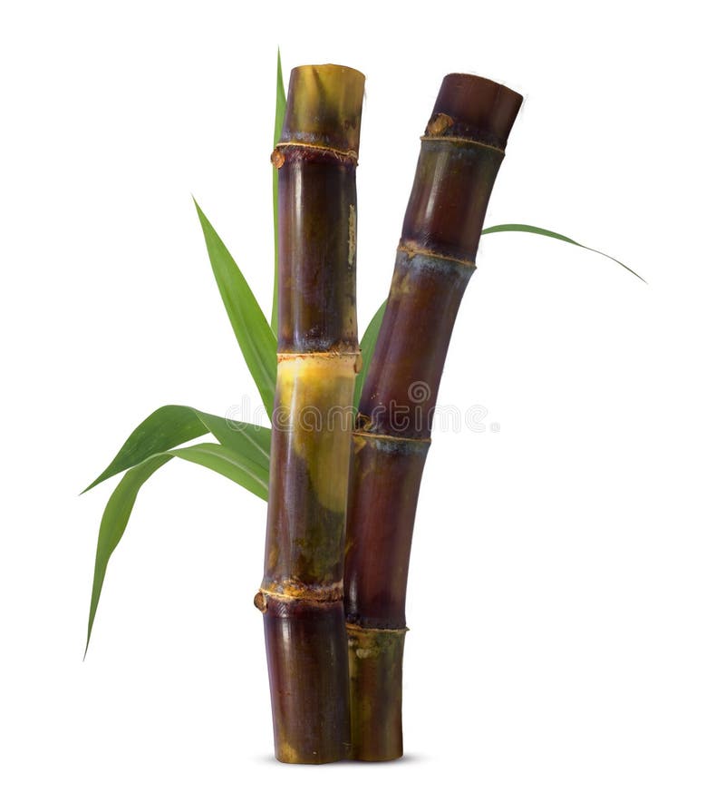 Single Sugarcane Plant