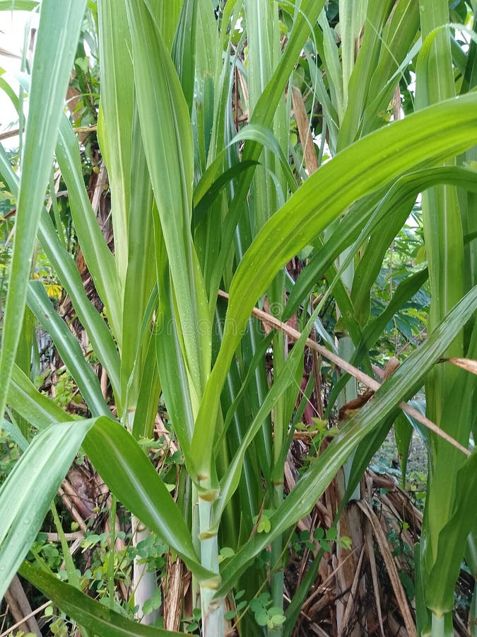 Sugarcane Leaves are Fresh Green when Hit by Rain? Stock Photo - Image ...