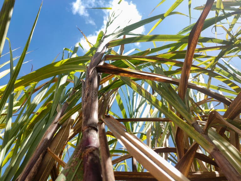 Sugarcane Photo from the Bottom Stock Photo - Image of sugarcane ...