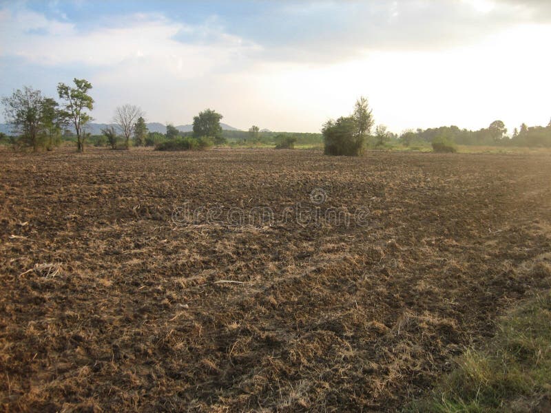 Sugarcane Plantation on Dry Ground Stock Photo - Image of harvest ...