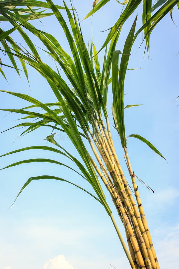 Single Sugarcane Plant
