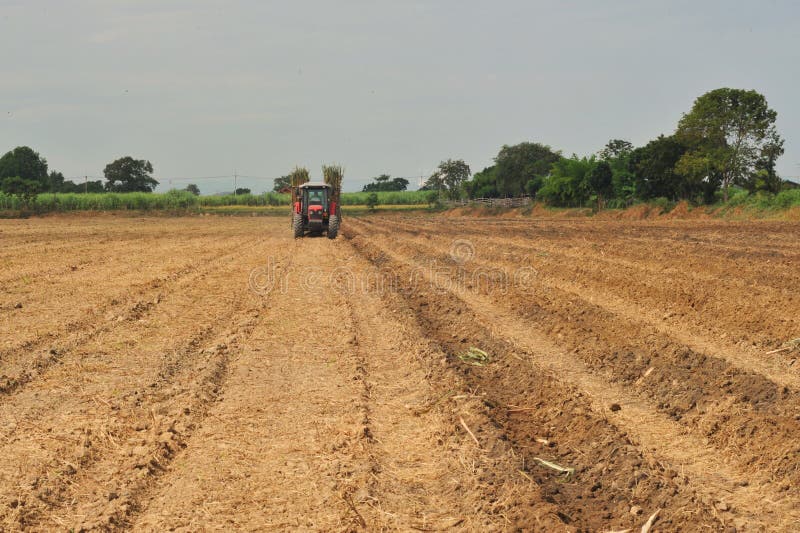 Sugarcane Planting and Fertilizer Application Stock Photo - Image of ...