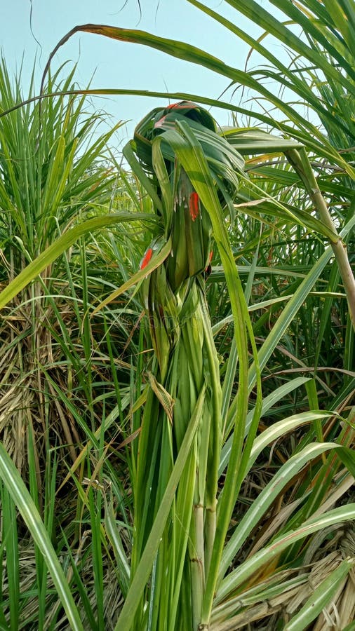 Ganna Ekh Stock Photos - Free & Royalty-Free Stock Photos from Dreamstime