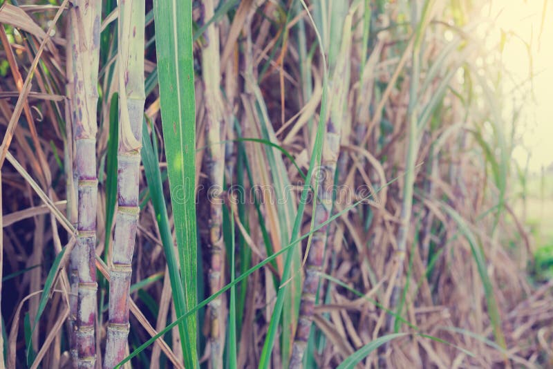 Sugarcane Plants in Growth at Field. Stock Image - Image of food ...