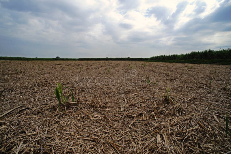 Sugarcane production field stock photo. Image of environment - 91661872
