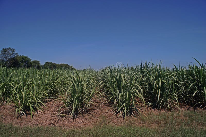 Sugarcane Production of Sugar Industry in Farm Stock Image - Image of ...