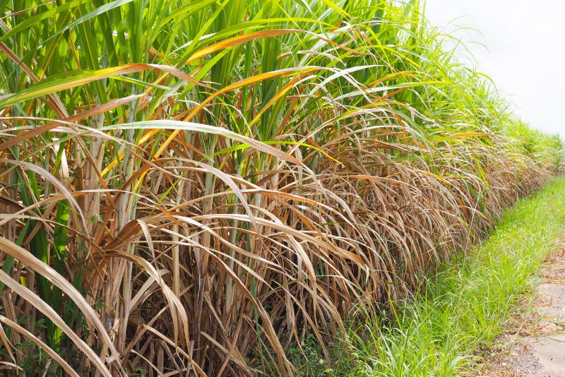 Sugarcane Production of Sugar Industry in Farm Stock Image - Image of ...