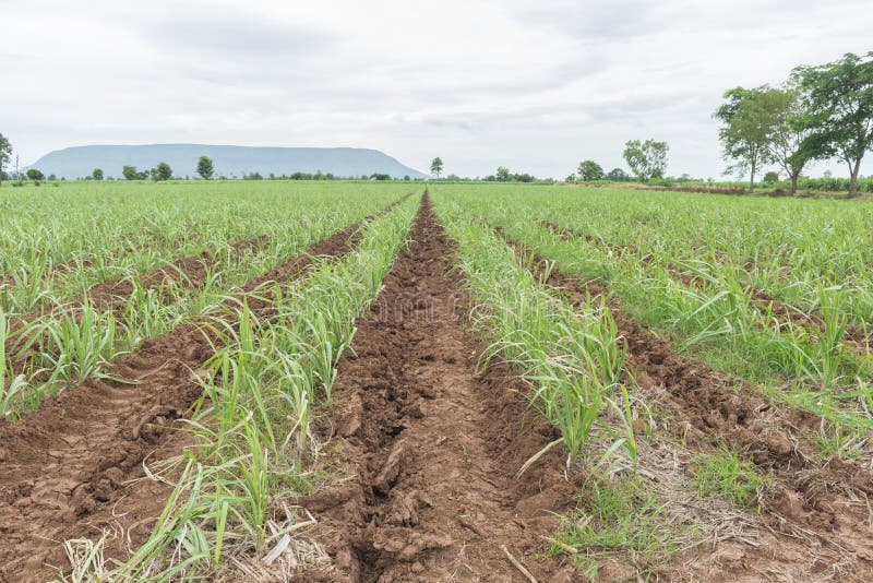Sugarcane stock image. Image of harvest, gasoline, nature - 63194355