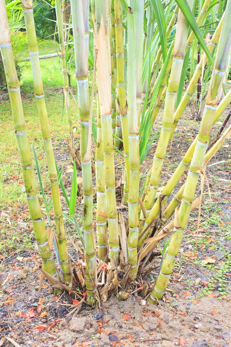 Sugarcane Leaves Used As Fodder Stock Photos - Free & Royalty-Free ...