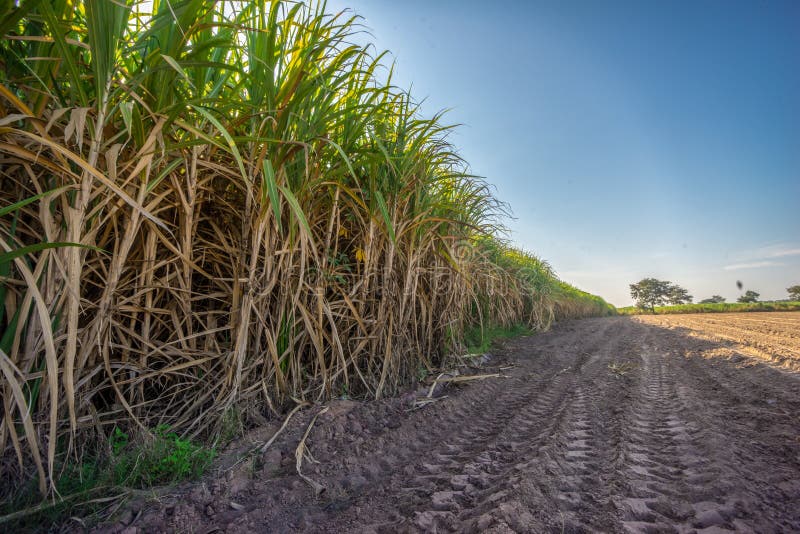 Sugarcane, Sugar Cane Field With Spring Sky Landscape Stock Photo ...