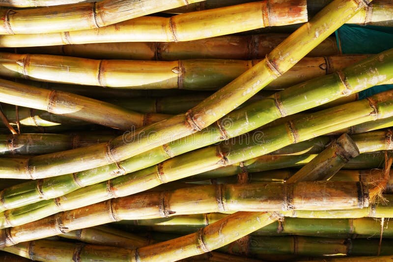 Texture of Sugarcane Varieties Stock Image - Image of sugar, plant ...
