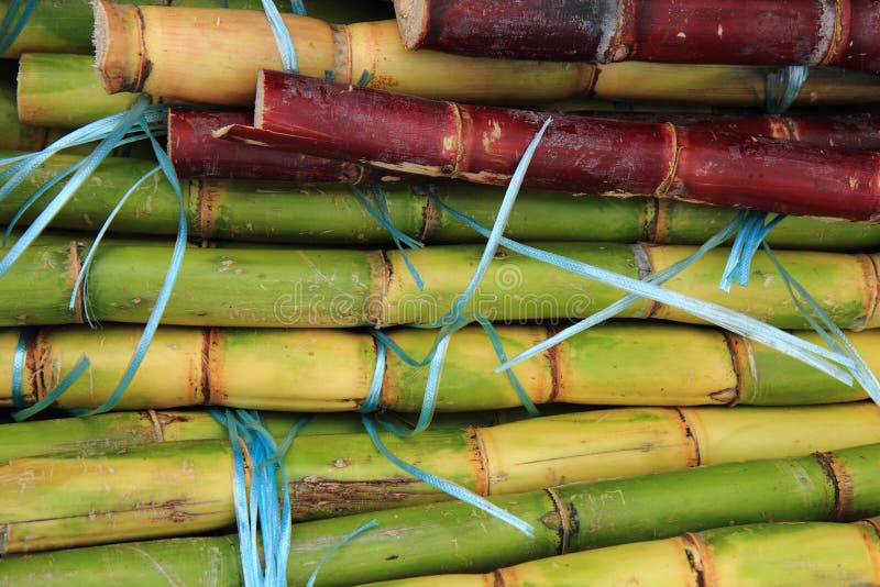 Texture And Background Of Sugarcane Stock Photo - Image of plant ...