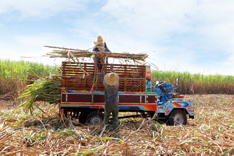 Sugarcane transportation stock photo. Image of transport - 12956064