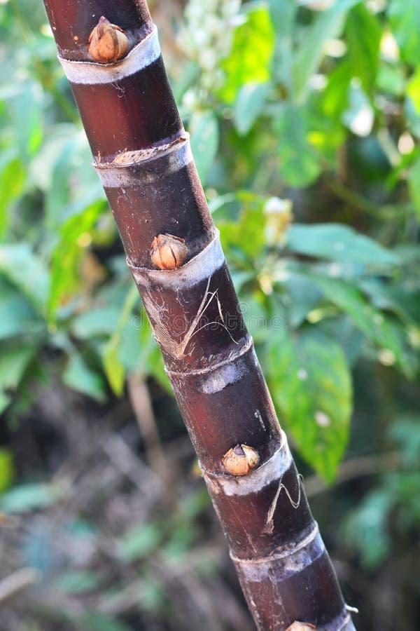 Sugarcane stock image. Image of stalk, crop, plant, garden - 49815761