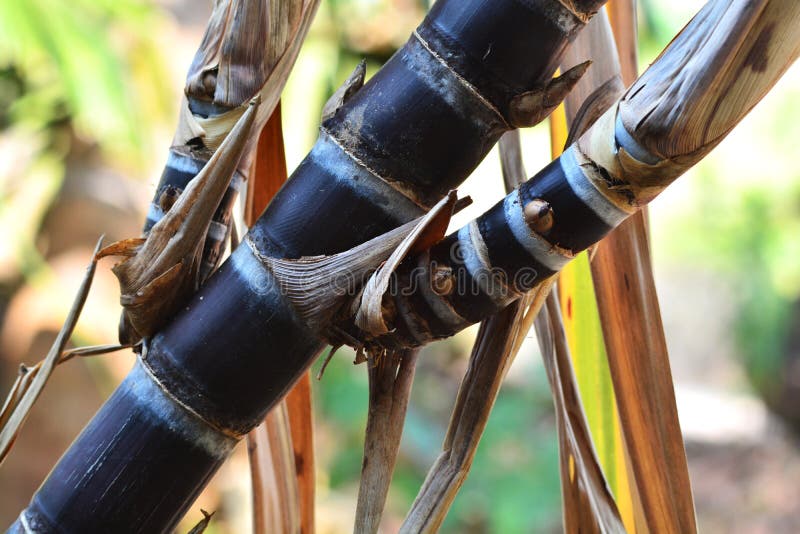 Sugarcane stock photo. Image of plantation, cane, sugarcane - 49815786