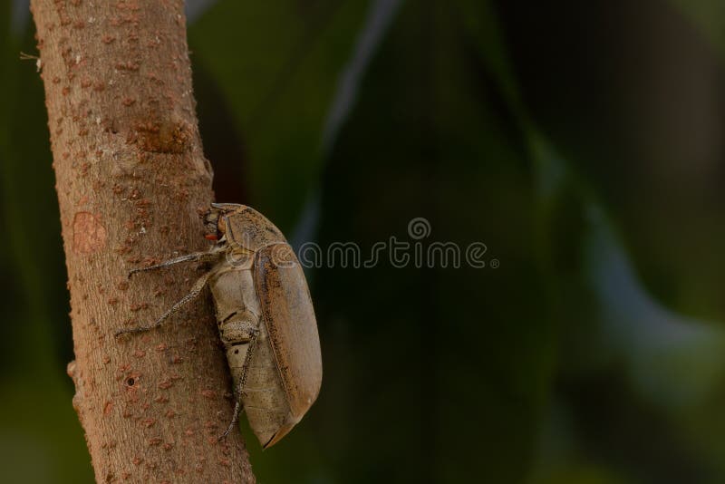 A Sugarcane White Grub or Lepidiota Stigma Climbing a Tree Trunk in the ...