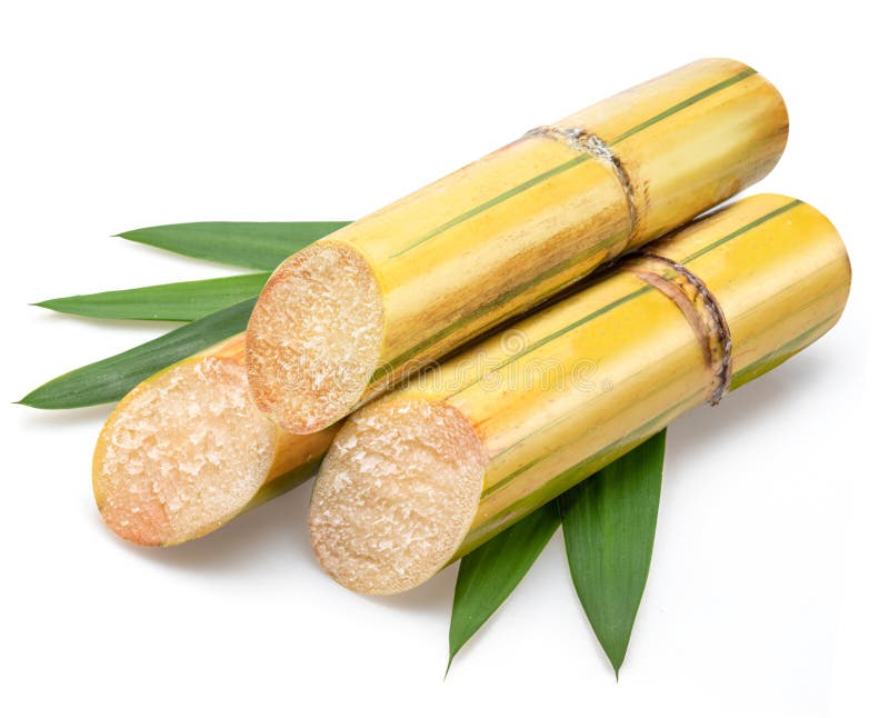 Sugarcanes Stalks with Sugar Cane Leaves Isolated on White Background ...