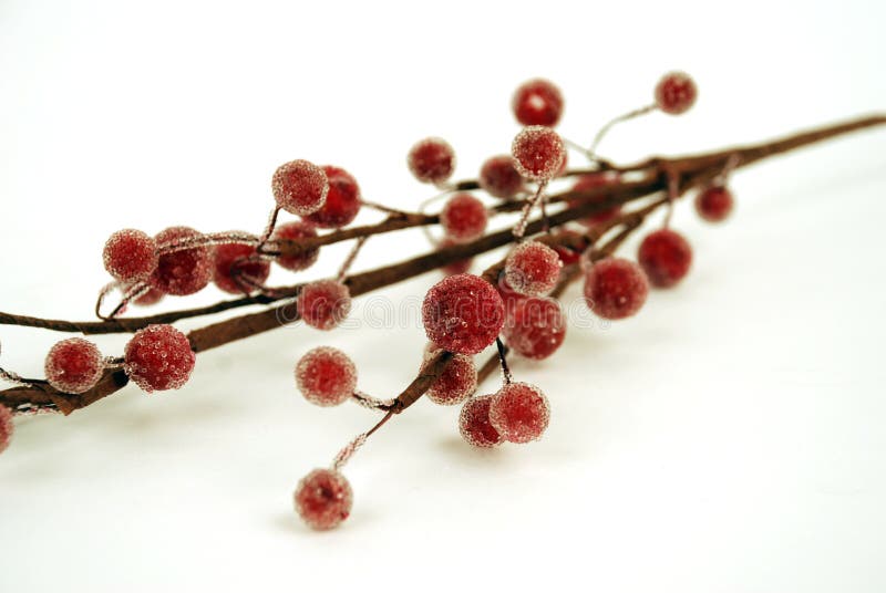 Sugared berry branch stock photo. Image of holiday, background - 6931444