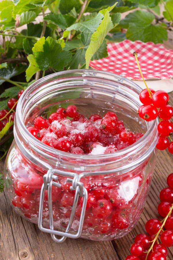 Sugared red currant stock photo. Image of currant, container - 32884506