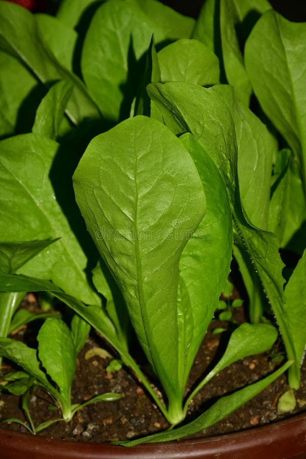 Sugar Leaf Salad, Young Seedlings in a Pot Stock Image - Image of sugar ...