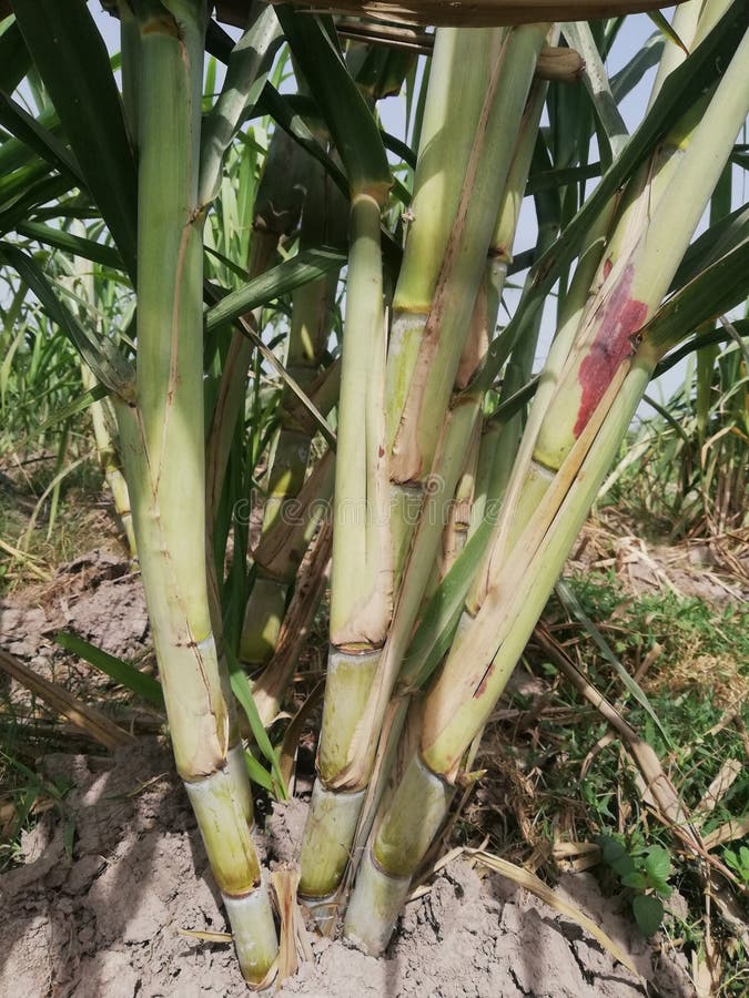 Bast Pic Stock Photos - Free & Royalty-Free Stock Photos from Dreamstime