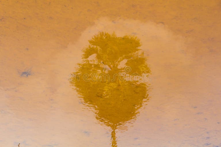 Suger Palm Trees Reflected in Water Stock Photo - Image of reflection ...
