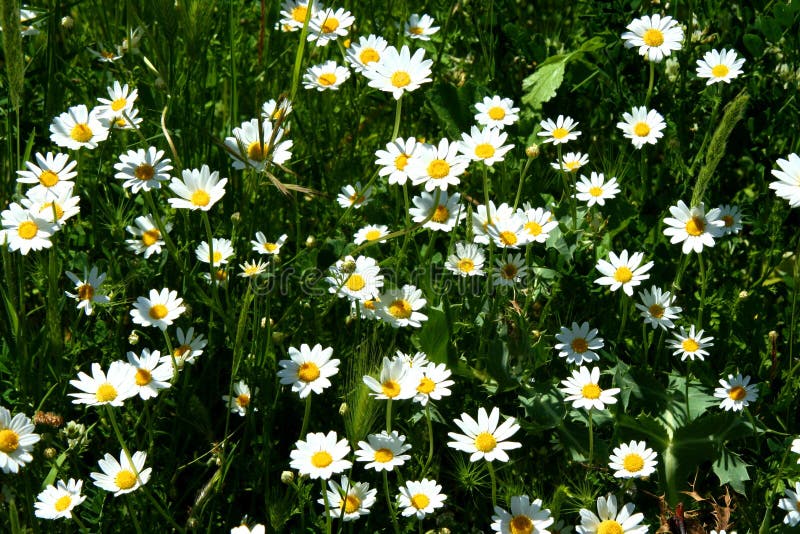 Group of Wild Daisies in a Deep Green Spring Field Stock Photo - Image ...