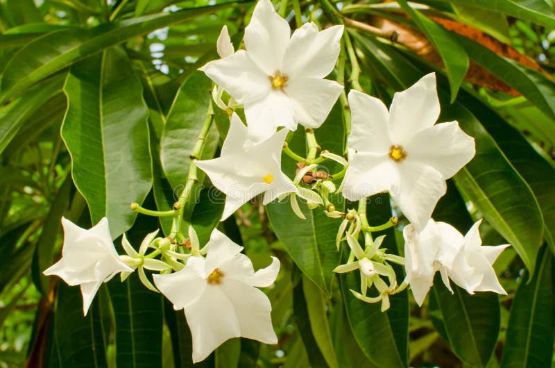 Suicide tree stock photo. Image of beautiful, cerbera - 48575064