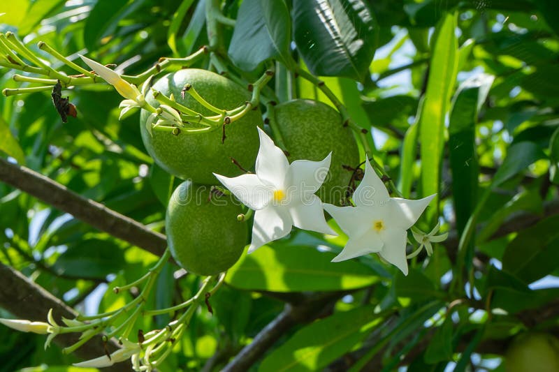 326 Othalanga Plant Stock Photos - Free & Royalty-Free Stock Photos ...