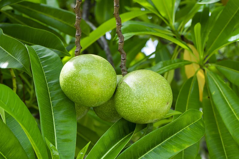 326 Othalanga Plant Stock Photos - Free & Royalty-Free Stock Photos ...